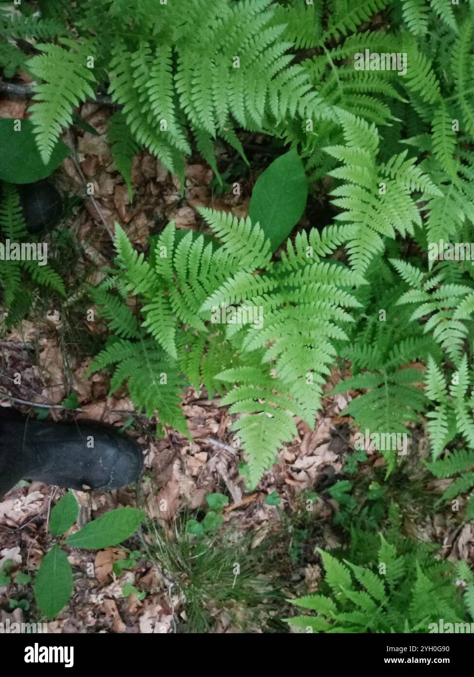 broad beech fern (Phegopteris hexagonoptera Stock Photo - Alamy
