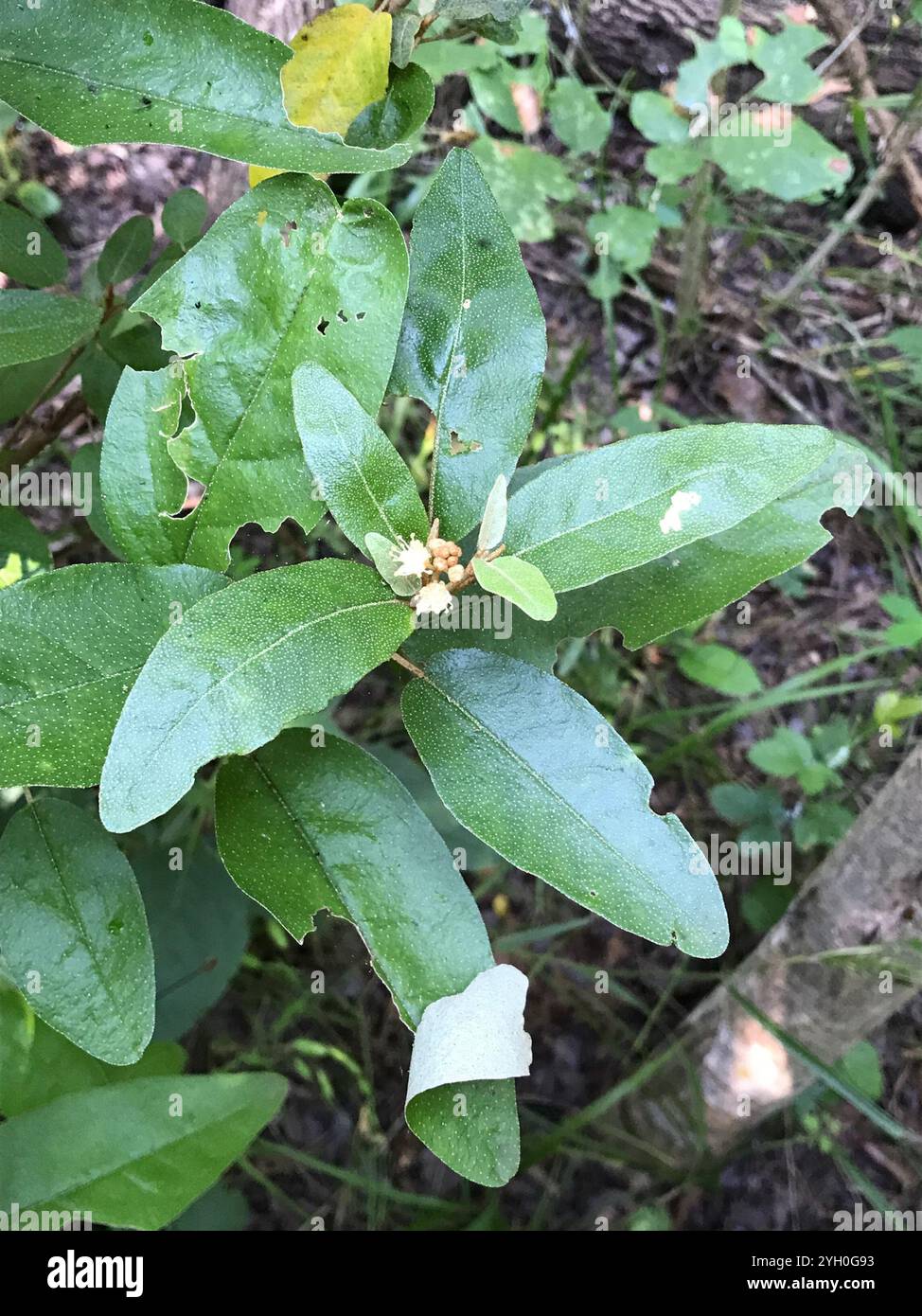 Croton alabamensis hi-res stock photography and images - Alamy
