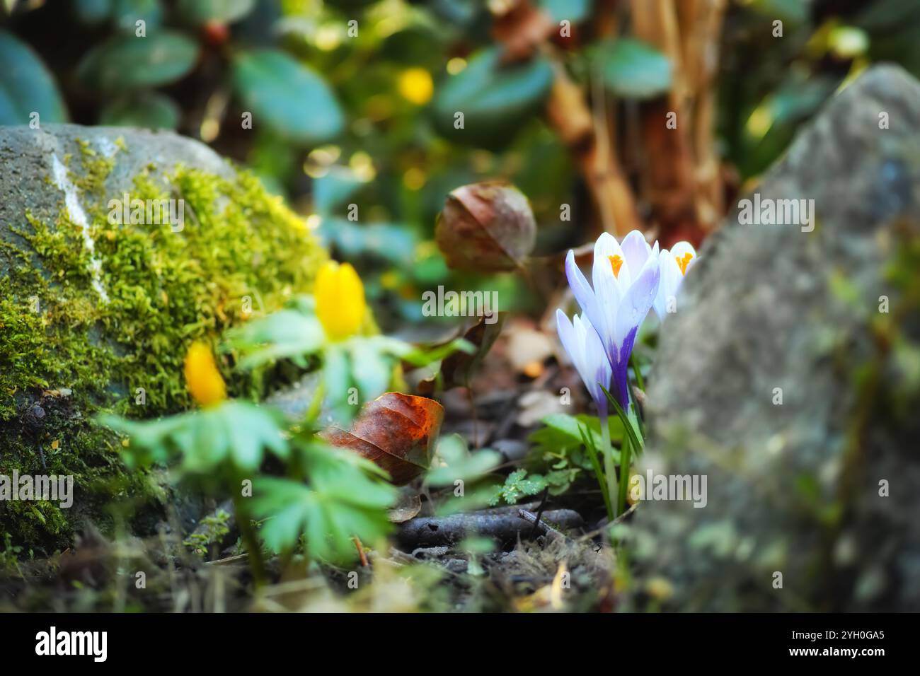 Rock, flowers and forest floor in nature for growth, sustainability and ...
