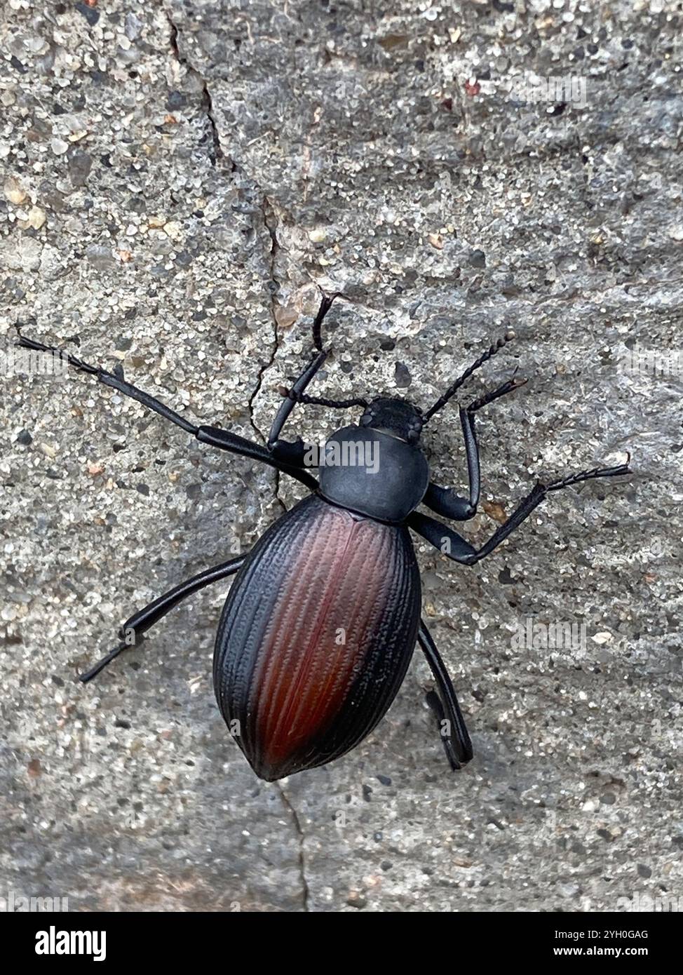 Rough-lipped Darkling Beetle (Eleodes hispilabris Stock Photo - Alamy