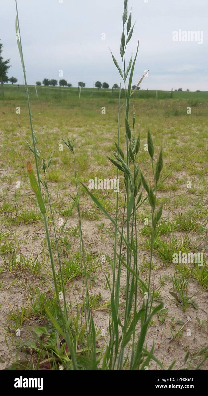 common soft brome (Bromus hordeaceus Stock Photo - Alamy