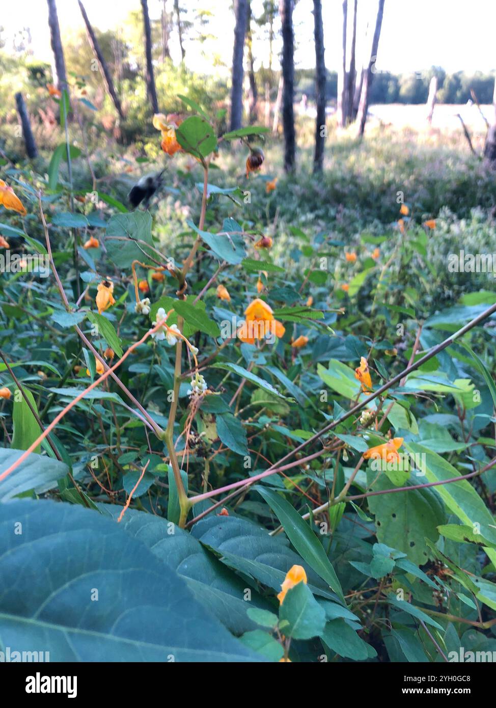 common jewelweed (Impatiens capensis Stock Photo - Alamy