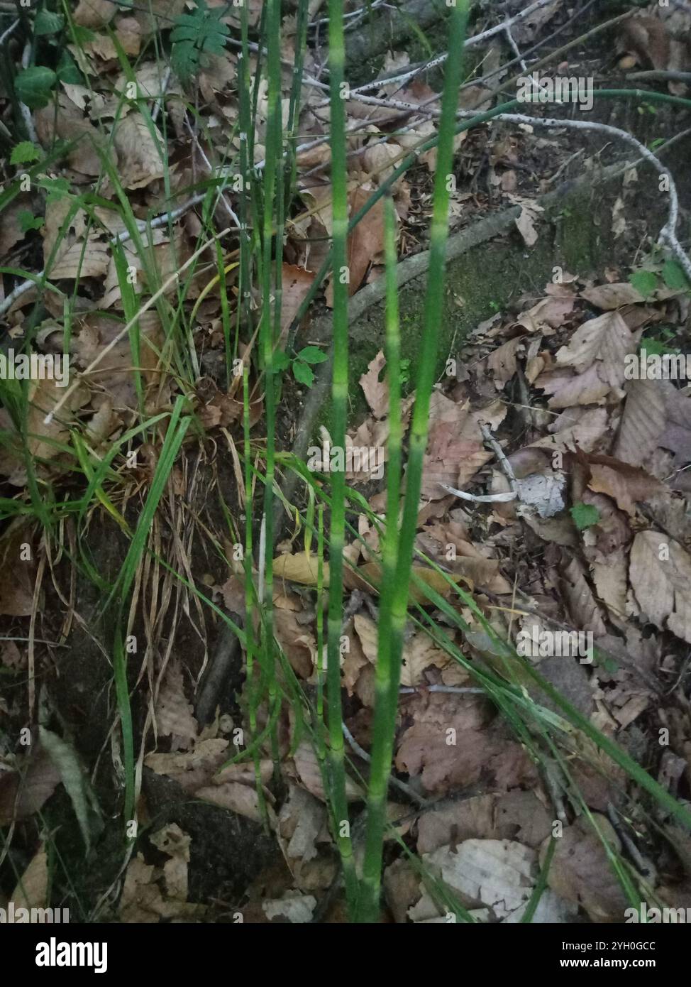 rough horsetail (Equisetum hyemale Stock Photo - Alamy