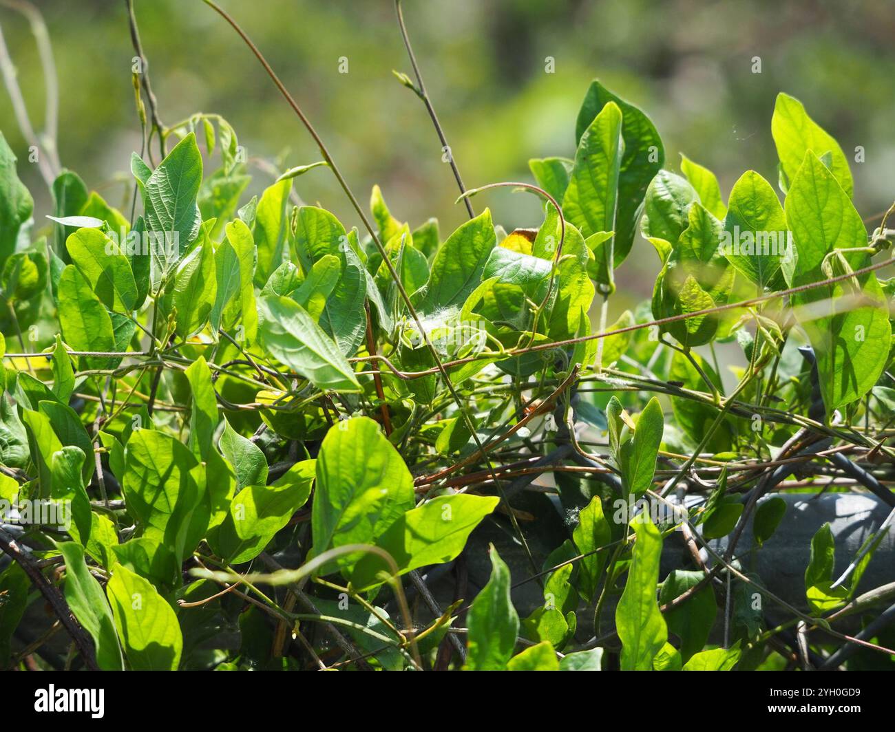 Centrosema pubescens hi-res stock photography and images - Alamy