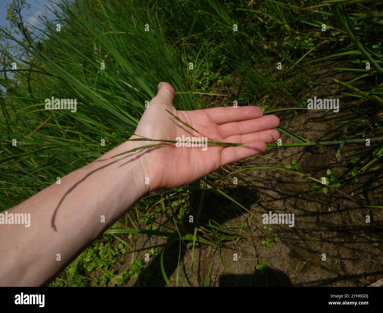 water manna grass (Glyceria fluitans Stock Photo - Alamy