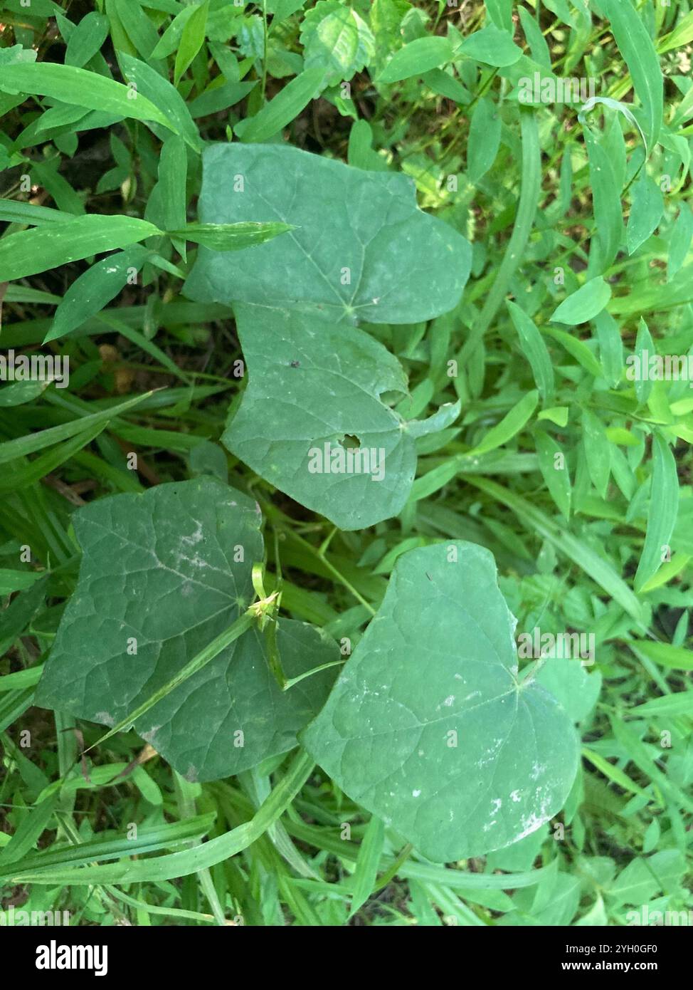 moonseed (Menispermum canadense Stock Photo - Alamy