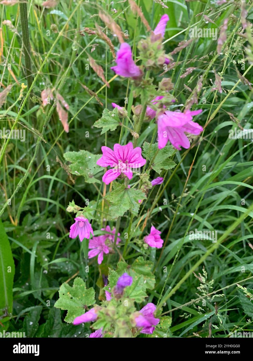 Common Mallow (Malva sylvestris Stock Photo - Alamy