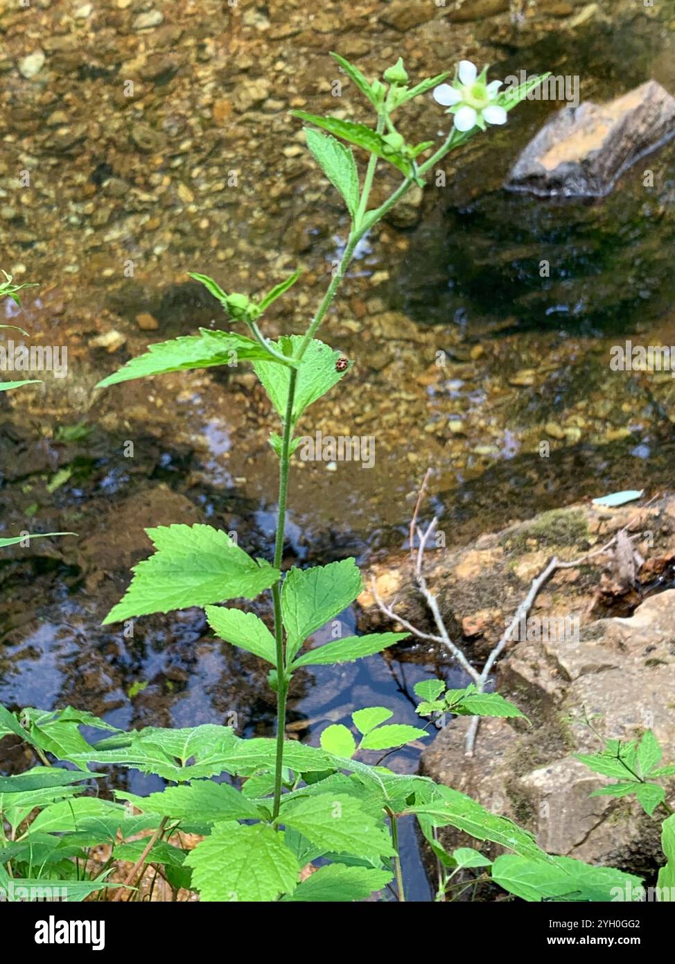 white avens (Geum canadense Stock Photo - Alamy