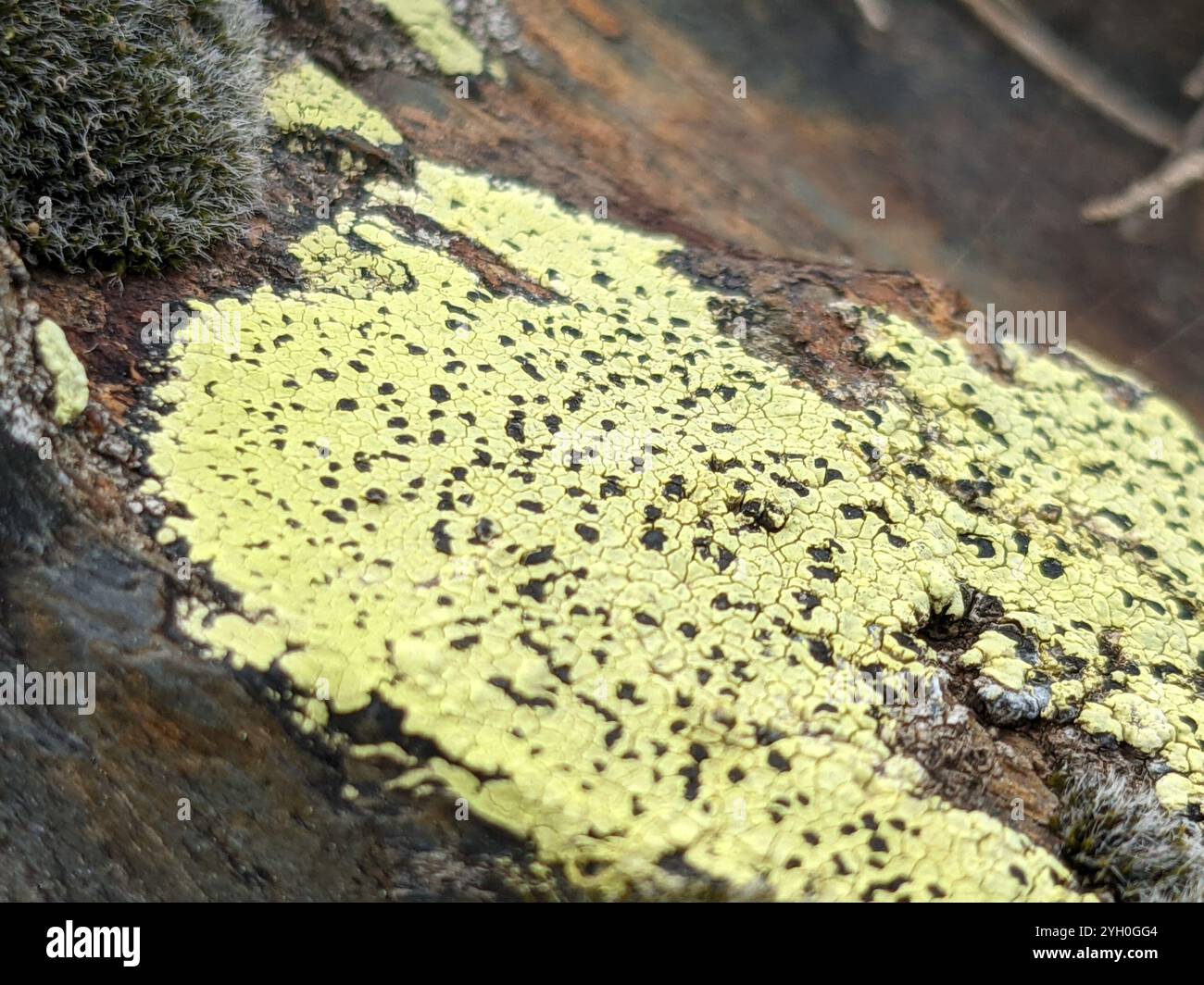 yellow map lichen (Rhizocarpon geographicum Stock Photo - Alamy