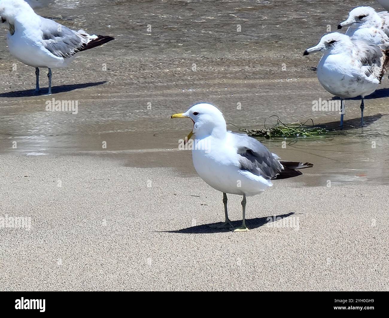 California Gull (Larus californicus Stock Photo - Alamy
