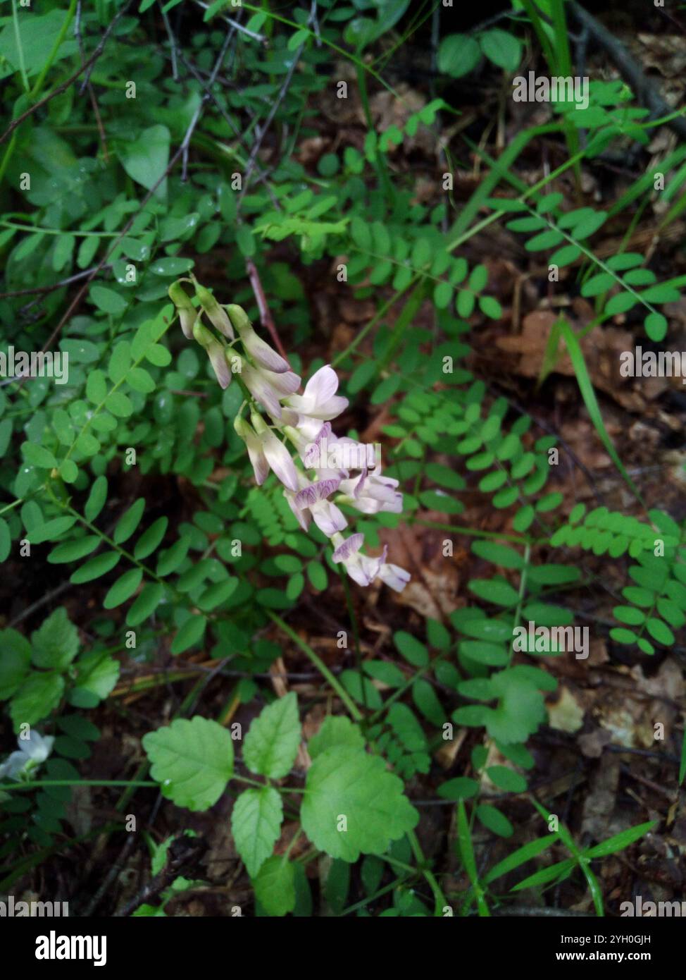 Wood Vetch (Vicia sylvatica Stock Photo - Alamy
