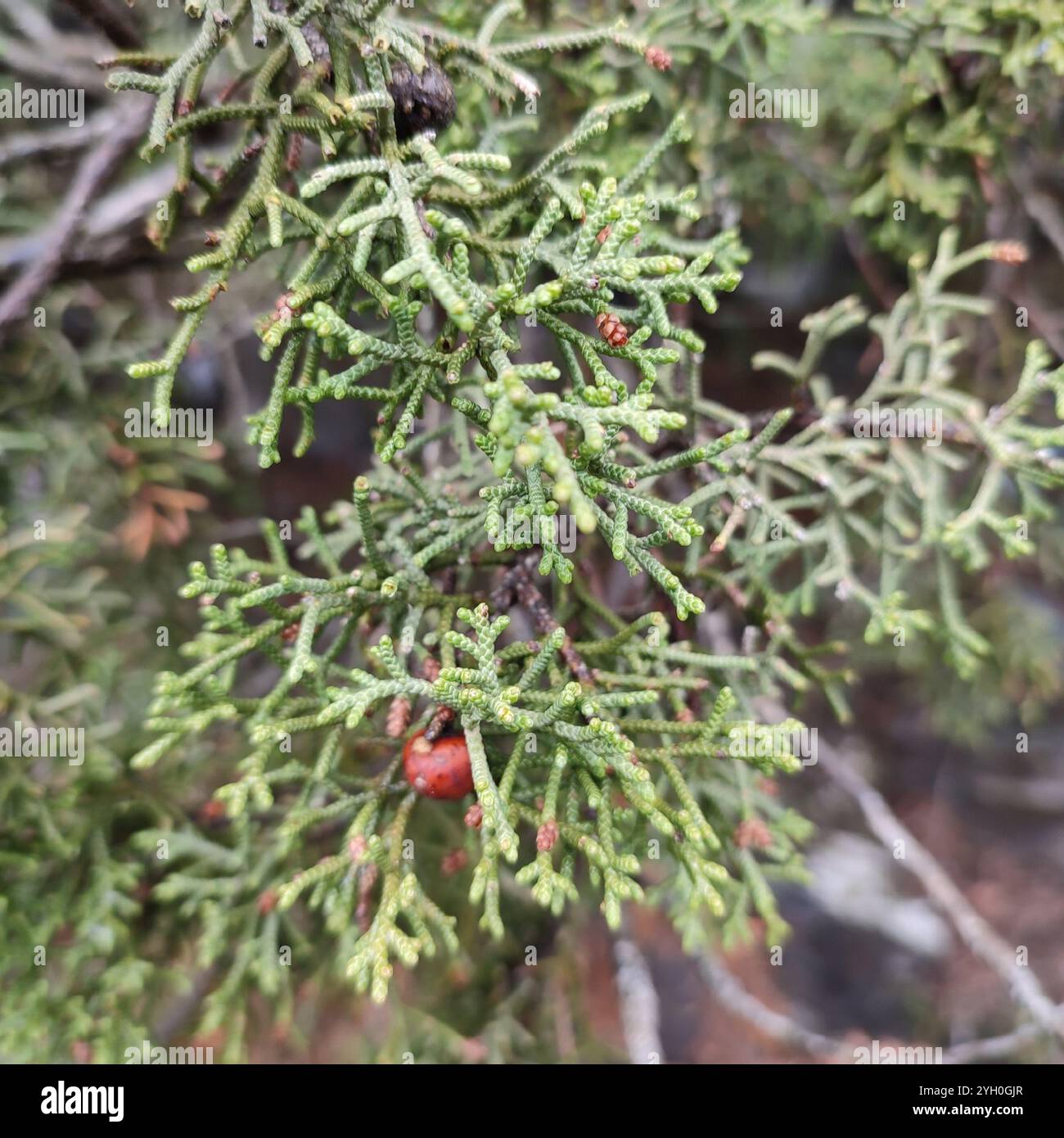 Phoenicean juniper (Juniperus phoenicea Stock Photo - Alamy
