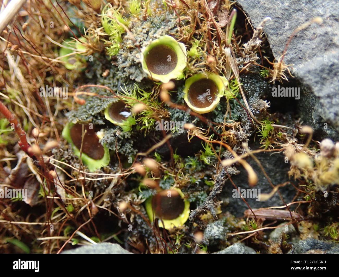 Fringed Chocolate Chip Lichen (Solorina spongiosa Stock Photo - Alamy