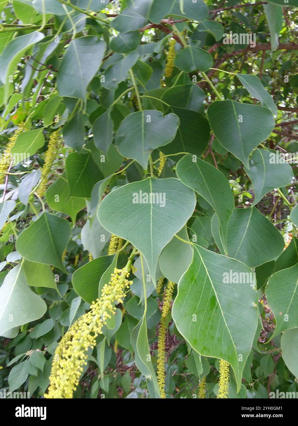 Chinese Tallow (Triadica sebifera Stock Photo - Alamy