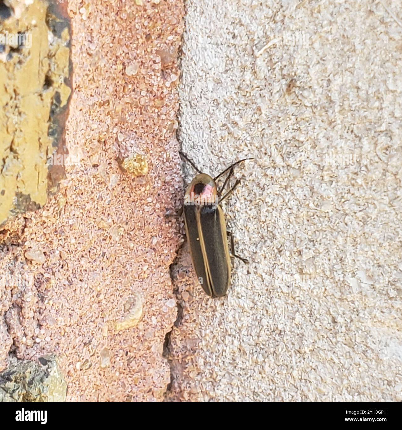 Common Eastern Firefly (Photinus pyralis Stock Photo - Alamy