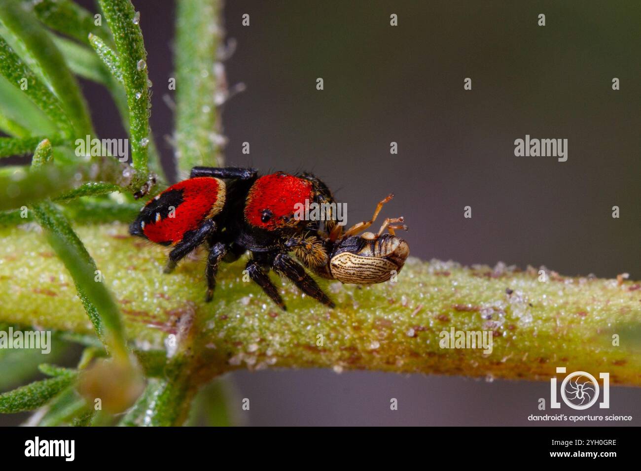Apache Jumping Spider (Phidippus apacheanus Stock Photo - Alamy
