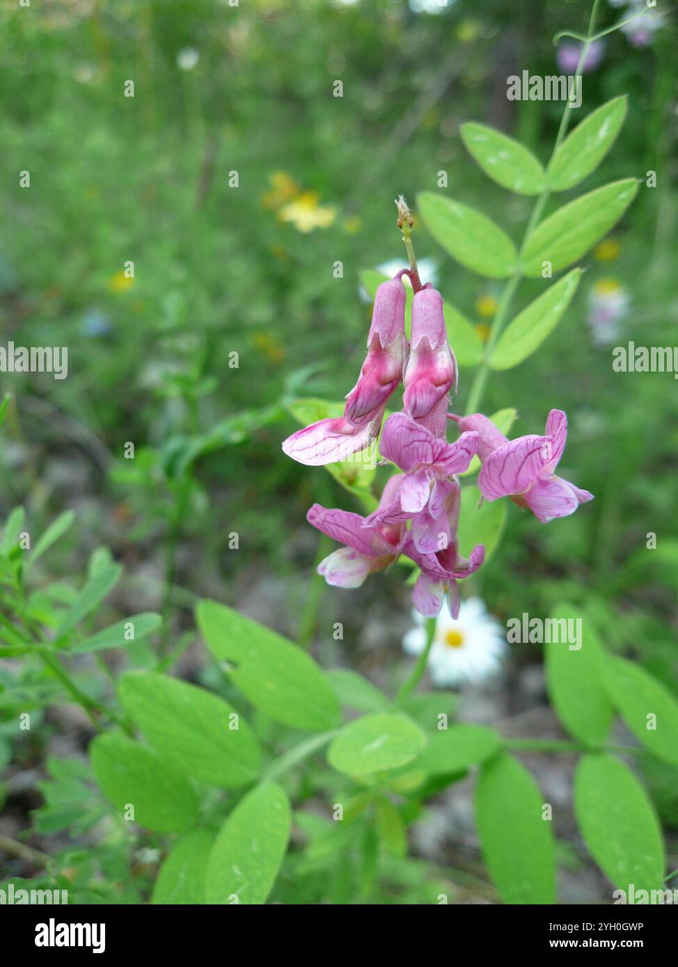 Pisiform grass-pea (Lathyrus pisiformis Stock Photo - Alamy