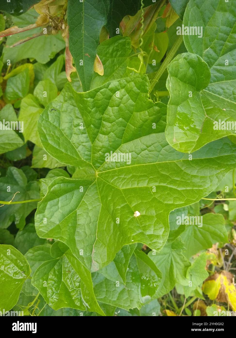 coastal manroot (Marah oregana Stock Photo - Alamy