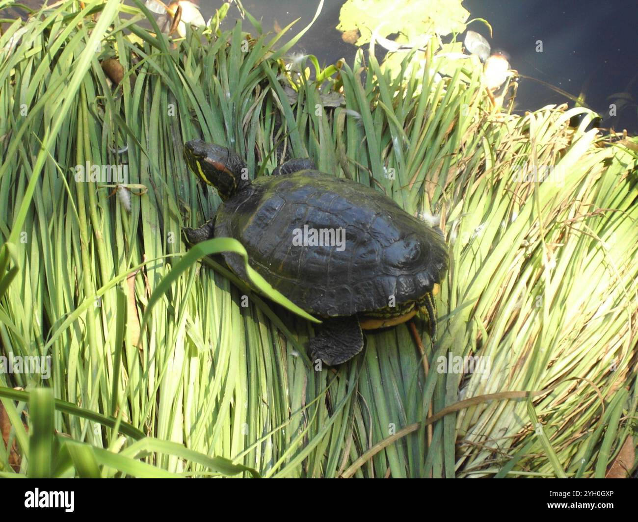 Red-eared Slider (Trachemys scripta elegans Stock Photo - Alamy