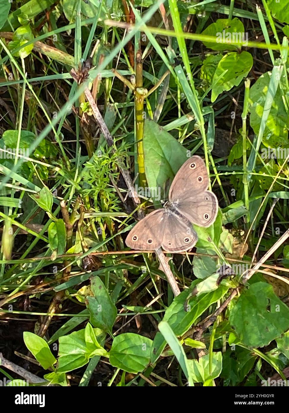 Little Wood Satyr (Megisto cymela Stock Photo - Alamy