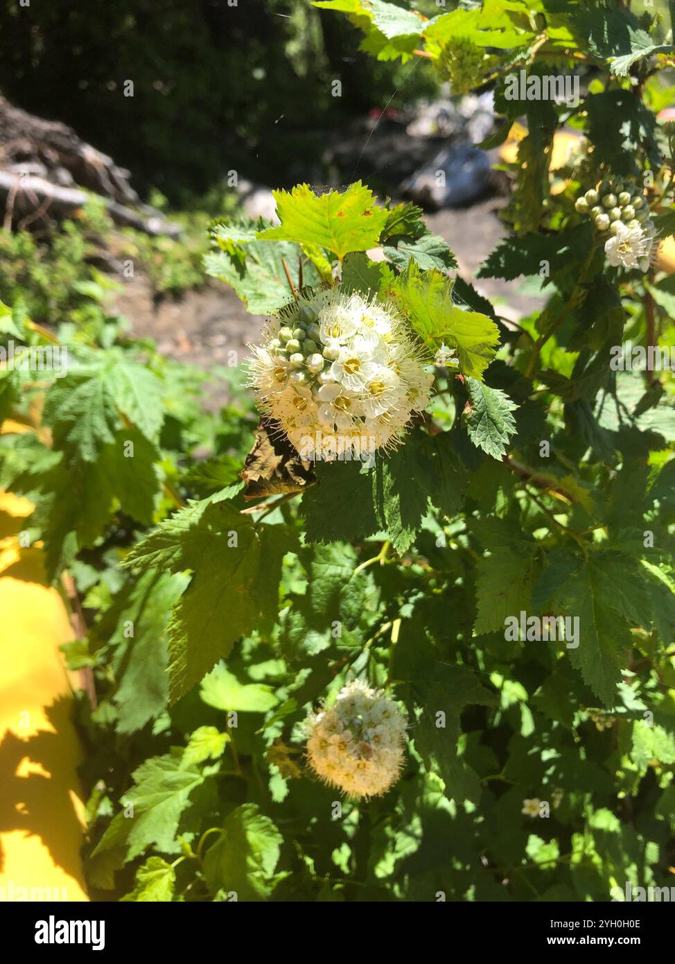 Pacific ninebark (Physocarpus capitatus Stock Photo - Alamy