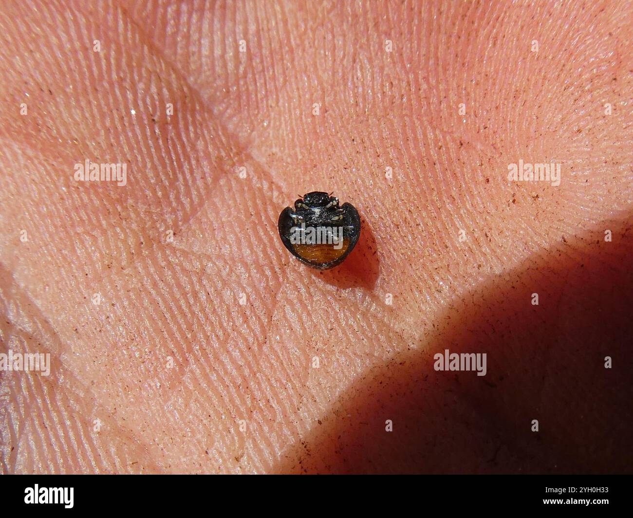 Chilocorus stigma hi-res stock photography and images - Alamy