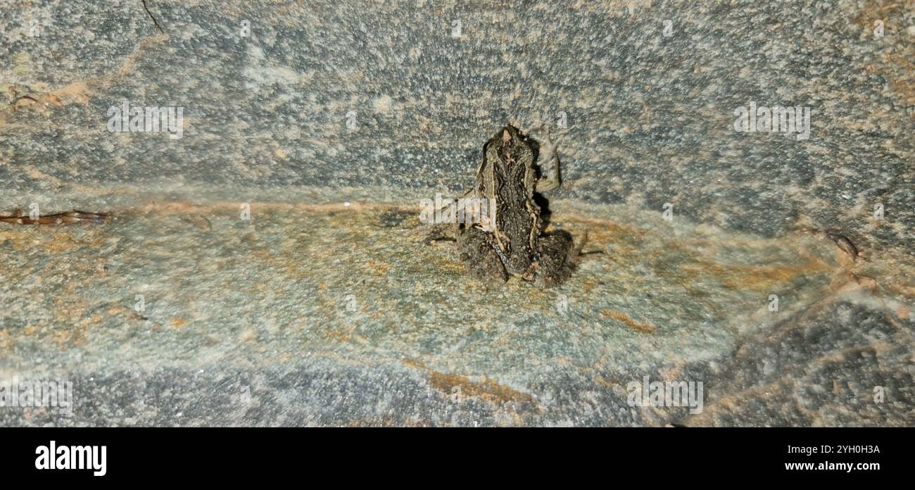 Common Eastern Froglet (Crinia signifera Stock Photo - Alamy