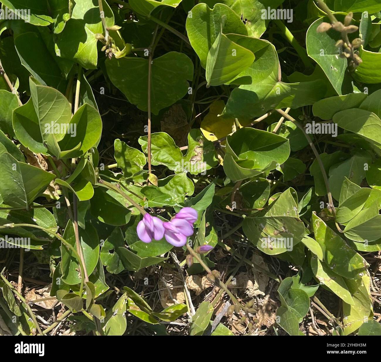 Canavalia rosea beach bean hi-res stock photography and images - Alamy