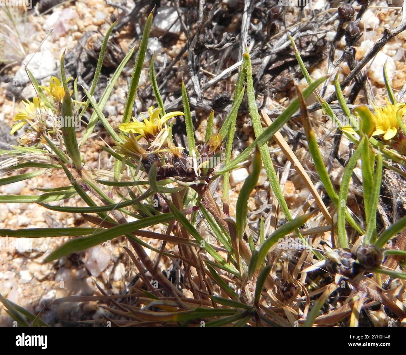 Fine Vomitdaisy (Geigeria filifolia Stock Photo - Alamy