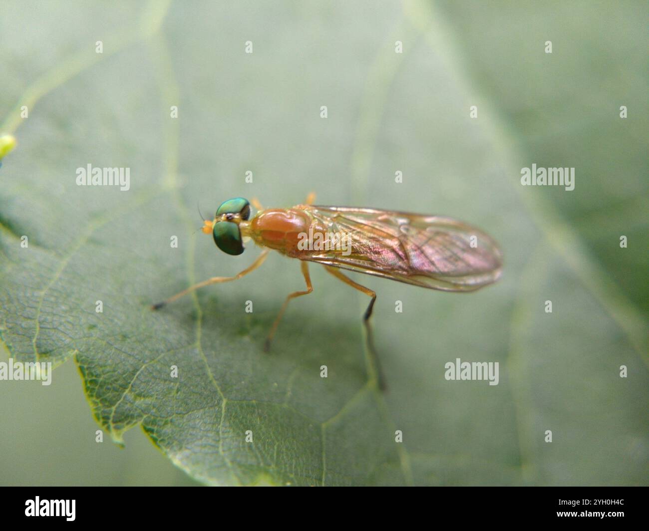 Compost Fly (Ptecticus trivittatus Stock Photo - Alamy