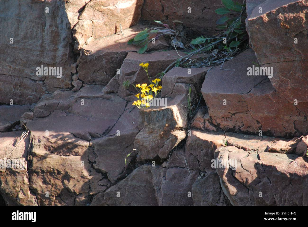 Prairie groundsel hi-res stock photography and images - Alamy