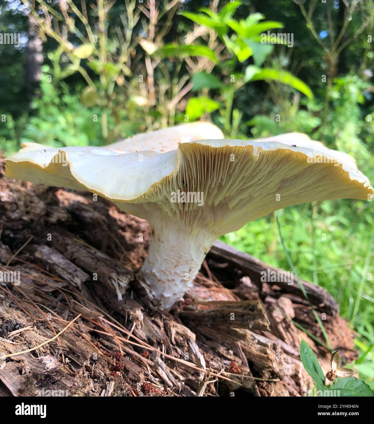Trainwrecker (Neolentinus lepideus Stock Photo - Alamy