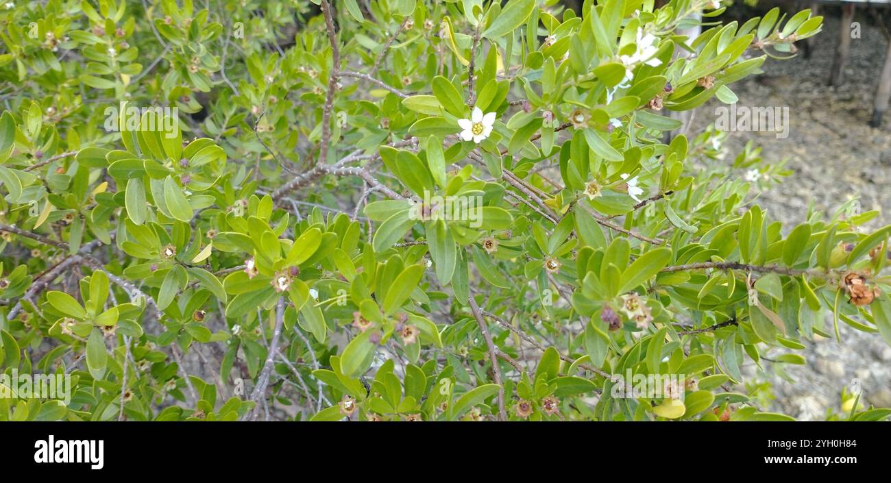 Pemphis acidula hi-res stock photography and images - Alamy