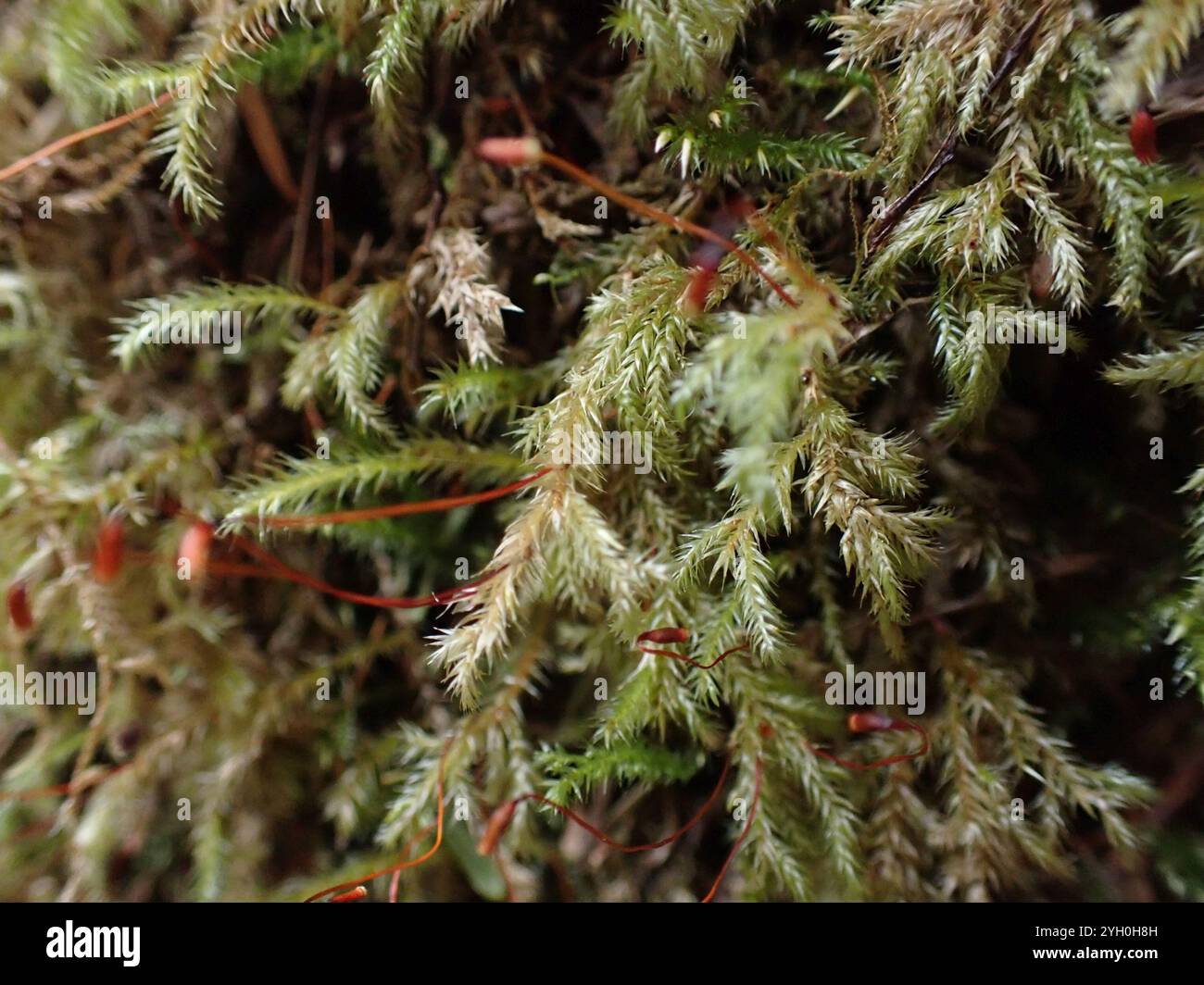 Cat's Tail Moss (Pseudisothecium stoloniferum Stock Photo - Alamy