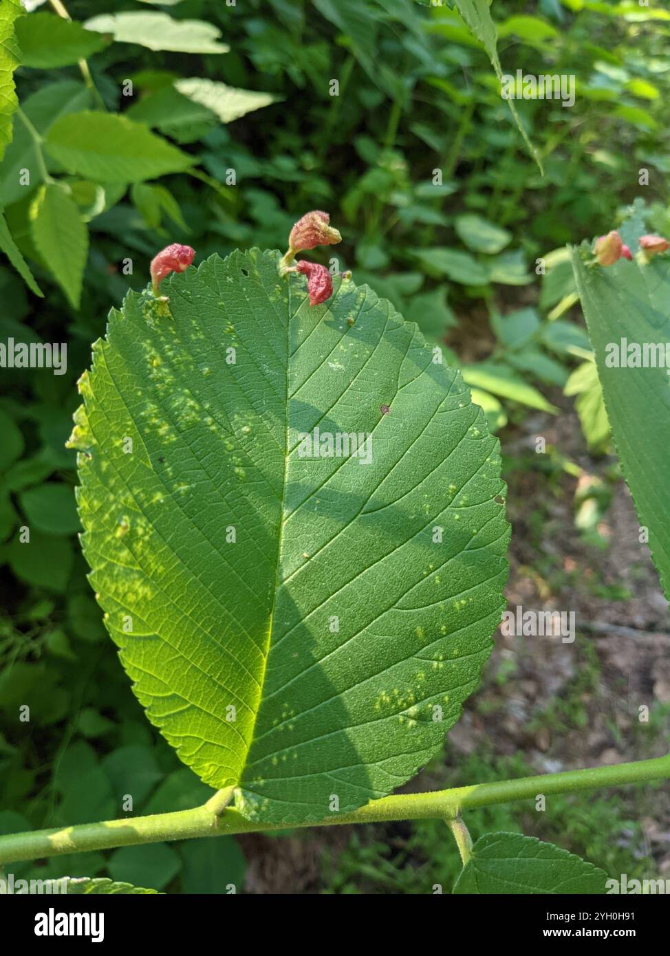 Rice Root Aphid (Tetraneura akinire Stock Photo - Alamy