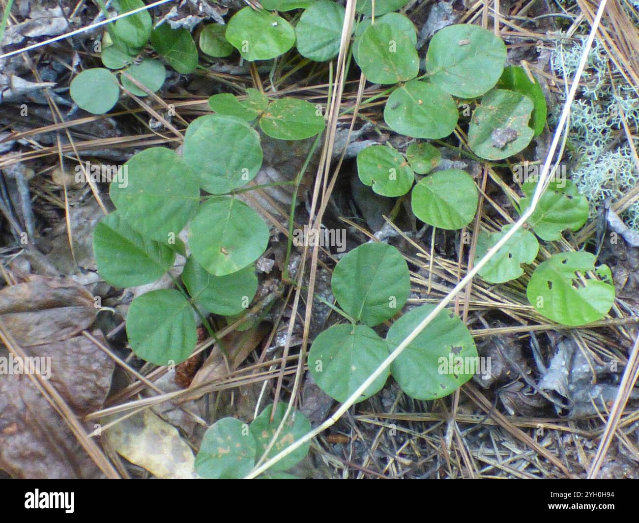 Round-leaved Trailing Tick-trefoil (Desmodium rotundifolium Stock Photo ...