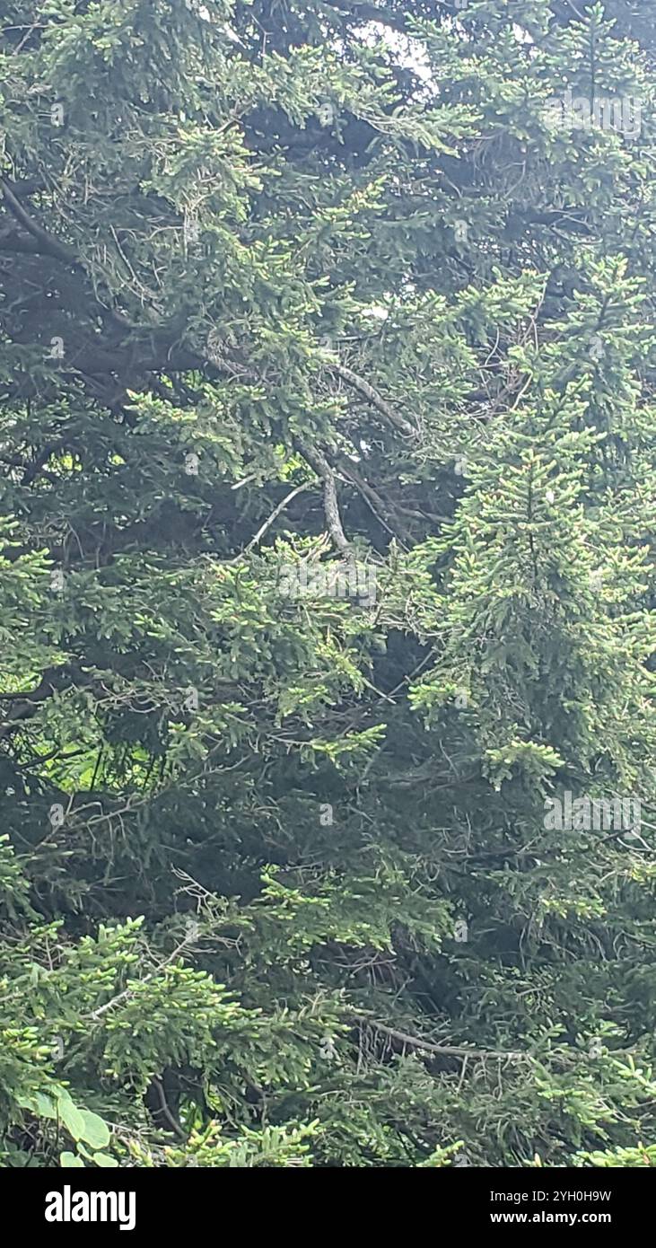 red spruce (Picea rubens Stock Photo - Alamy