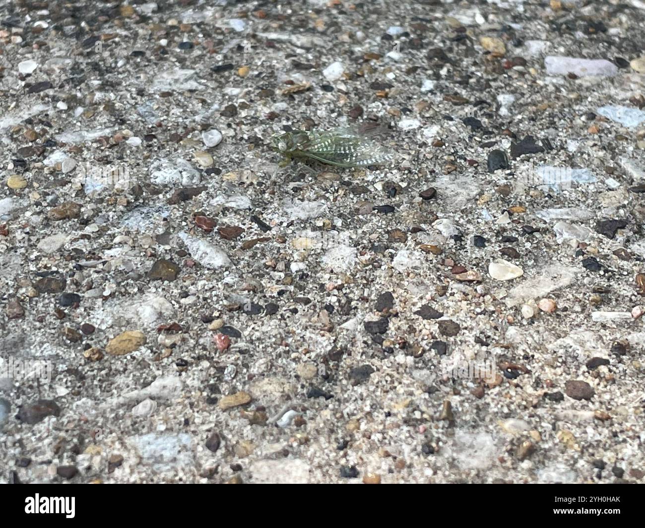 Little mesquite cicada (Pacarina puella Stock Photo - Alamy