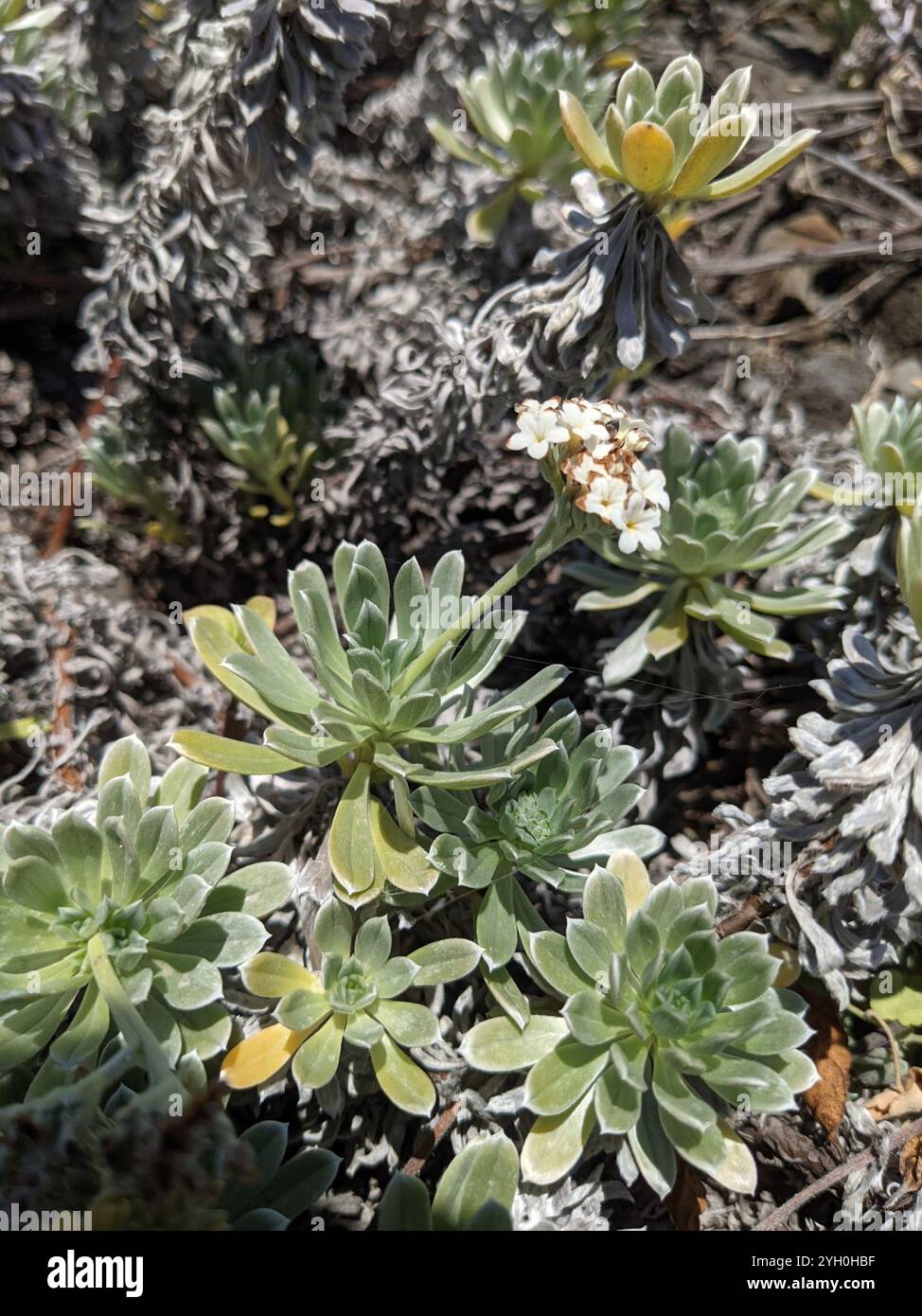 Polynesian Heliotrope (Heliotropium anomalum Stock Photo - Alamy