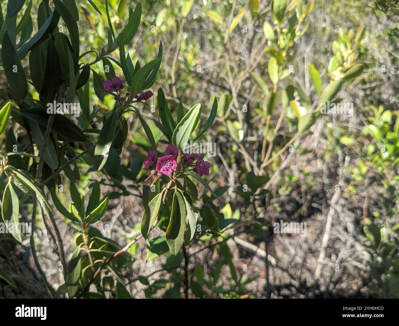 sheep laurel (Kalmia angustifolia Stock Photo - Alamy