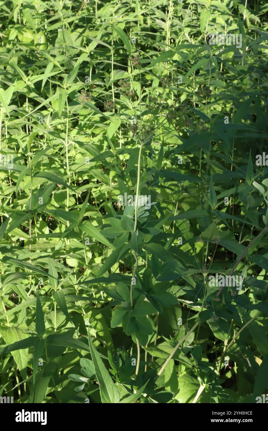 yellow pimpernel (Taenidia integerrima Stock Photo - Alamy