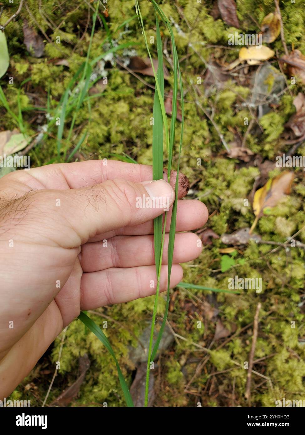 Alaska Oniongrass (Melica subulata Stock Photo - Alamy