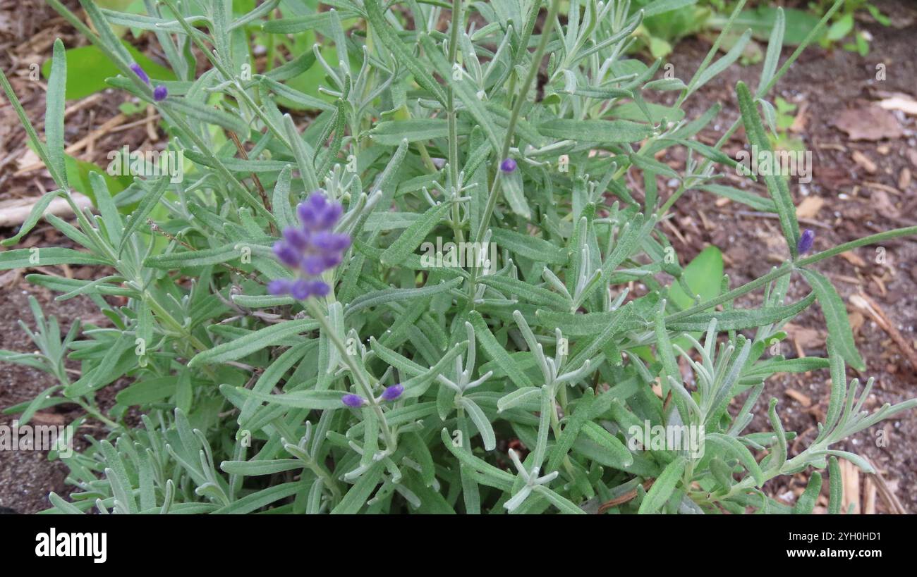 leadplant (Amorpha canescens Stock Photo - Alamy