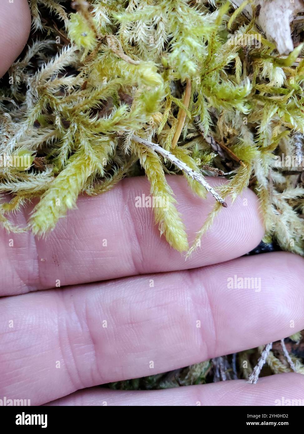 Pipecleaner Moss (Rhytidiopsis robusta Stock Photo - Alamy