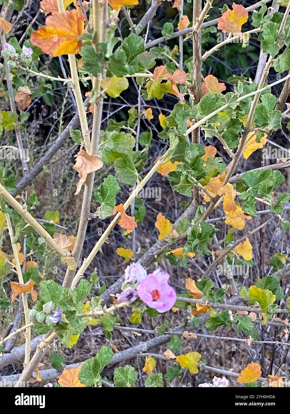 southern coastal bushmallow (Malacothamnus fasciculatus Stock Photo - Alamy