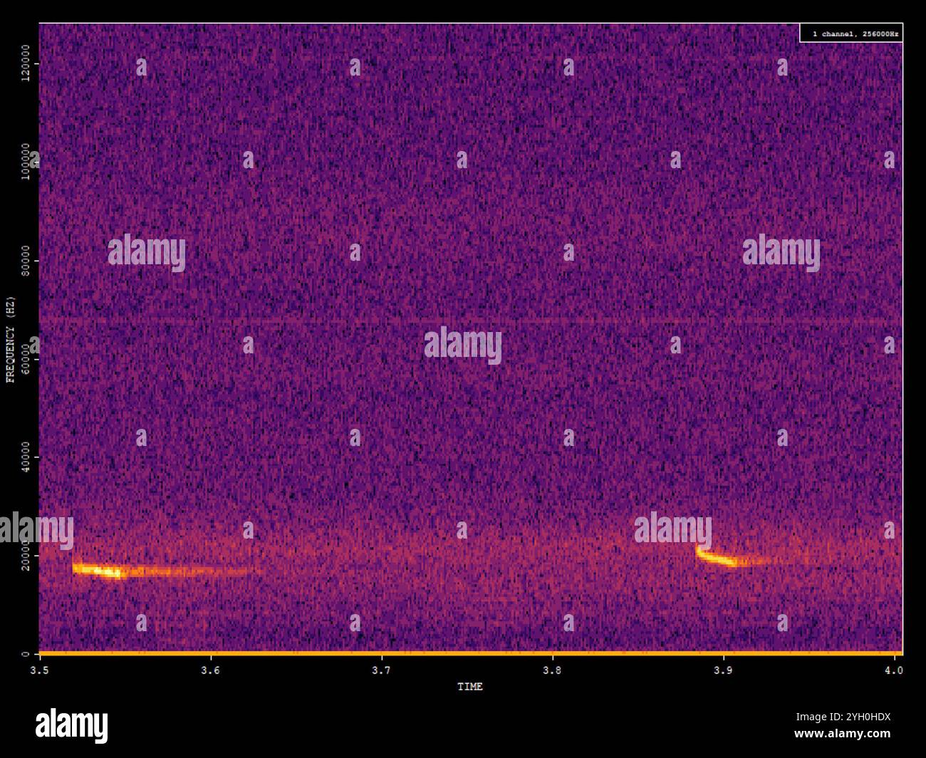 Common Noctule (Nyctalus noctula Stock Photo - Alamy