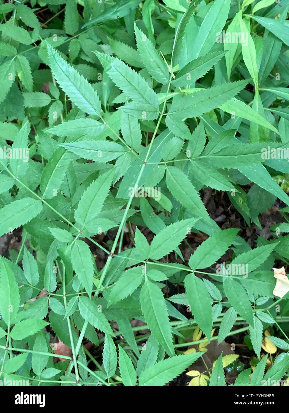 Water hemlocks hi-res stock photography and images - Alamy