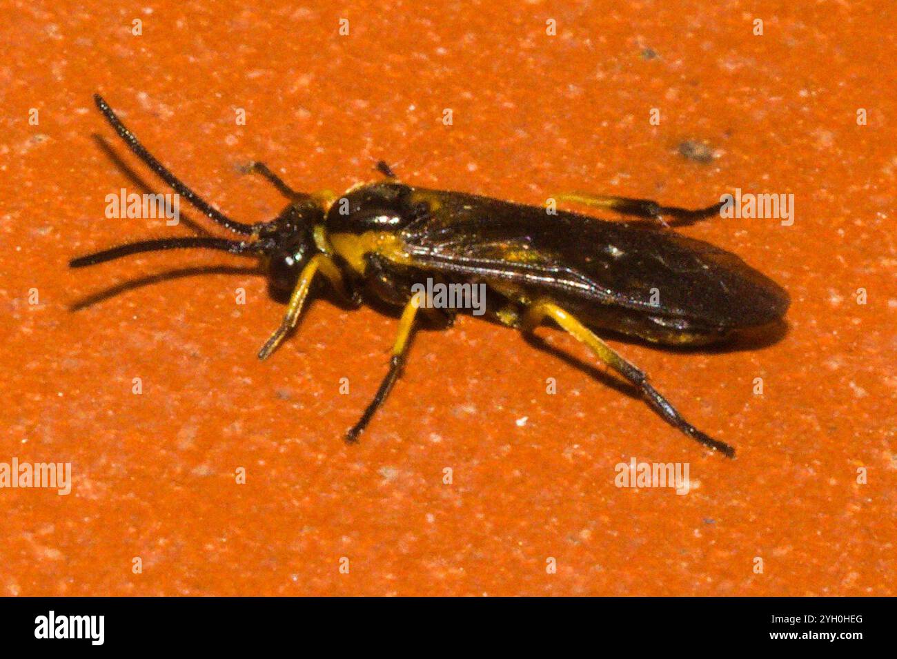 Argid sawflies hi-res stock photography and images - Alamy