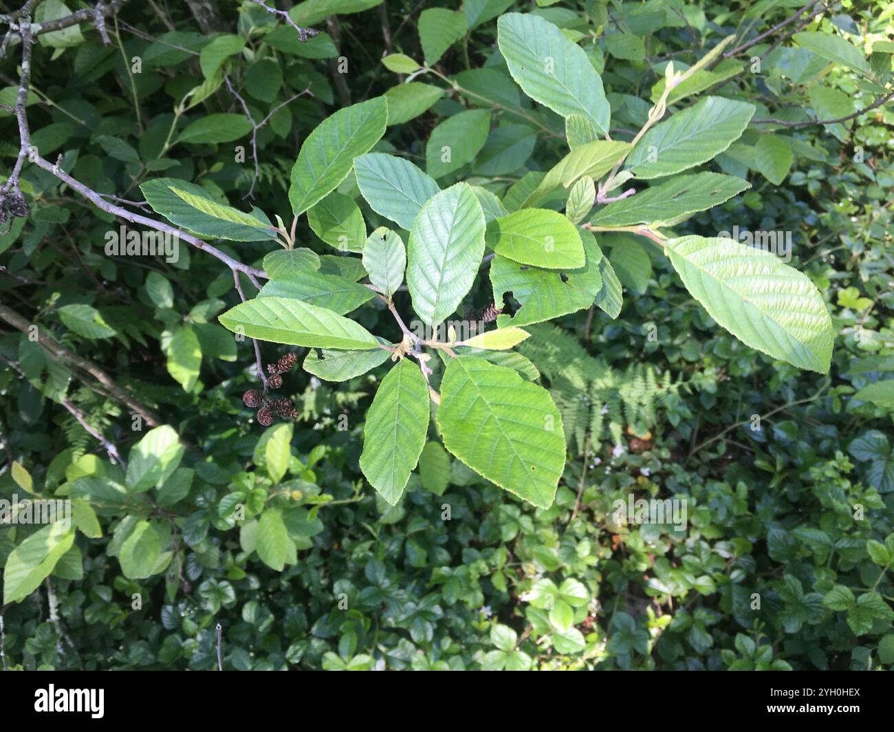 smooth alder (Alnus serrulata Stock Photo - Alamy