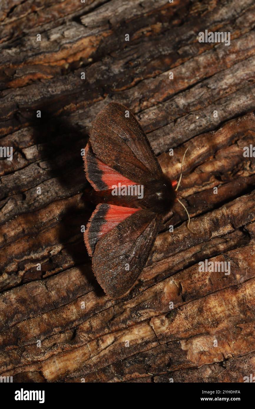 Large Ruby Tiger Moth (Phragmatobia assimilans Stock Photo - Alamy